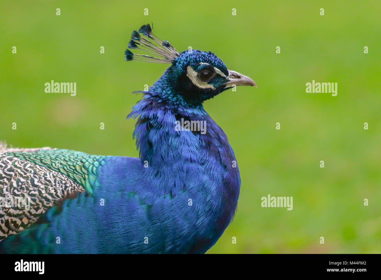 A blue peafowl in Wild park Potzberg/Germany Stock Photo - Alamy