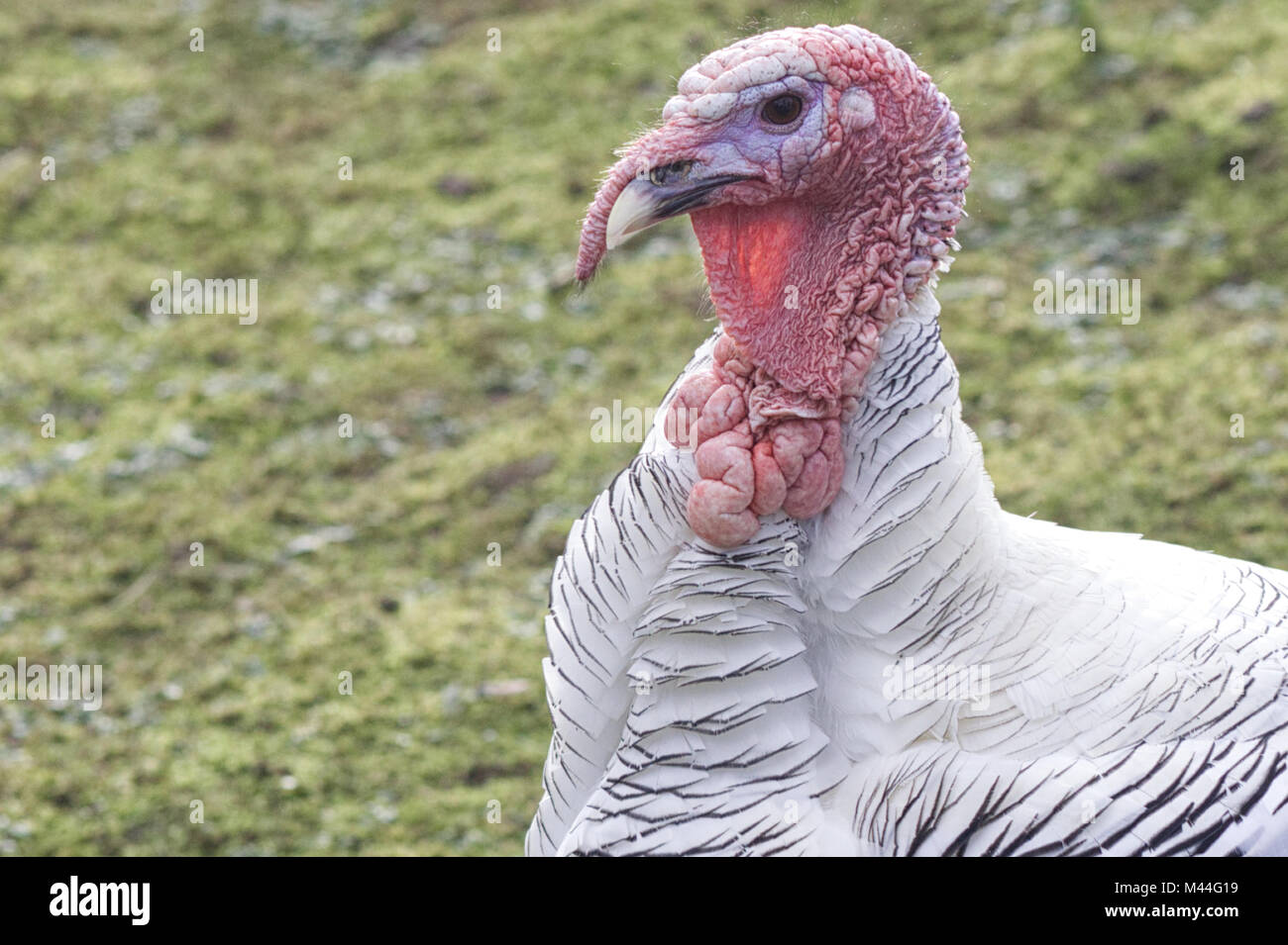 Aggressive turkey hi-res stock photography and images - Alamy