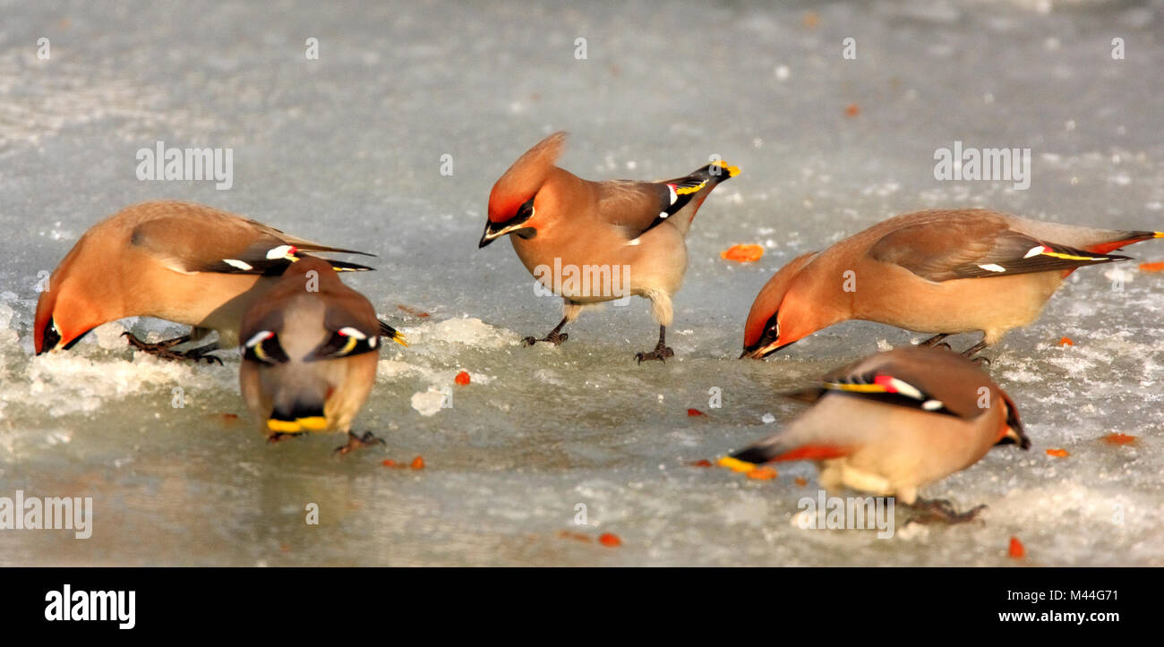Flock of Bohemian Waxwings birds on tree branches during a winter ...