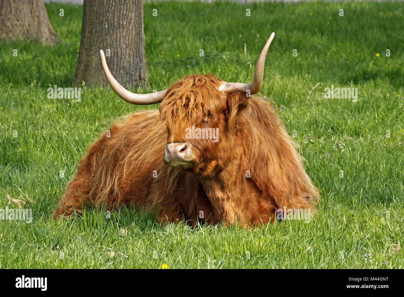 Highland Cattle, Kyloe - Beef cattle with long horns Stock Photo - Alamy