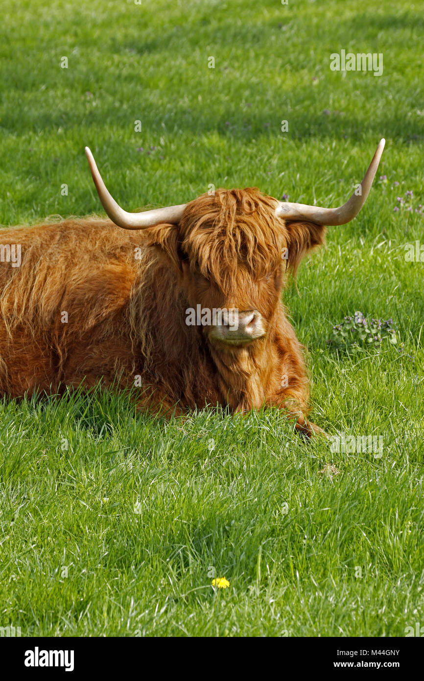 Kyloe cattle hi-res stock photography and images - Alamy
