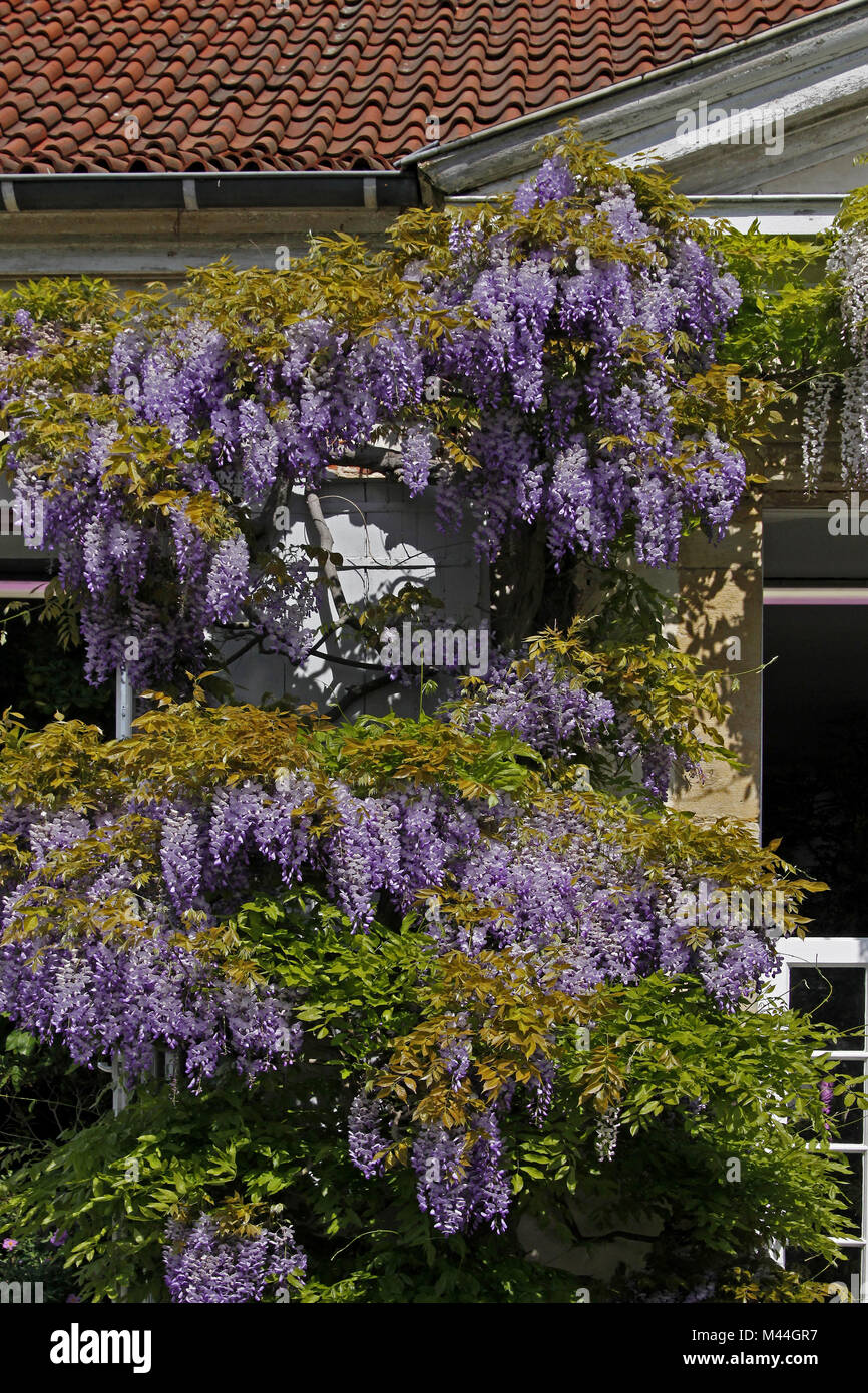 Wisteria sinensis, Chinese wisteria (Wisteria) - Chinese Wisteria Stock ...