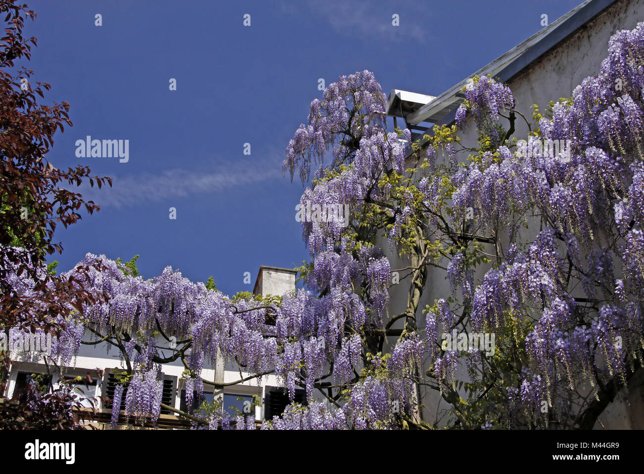 Wisteria sinensis, Chinese wisteria (Wisteria) - Chinese Wisteria Stock ...