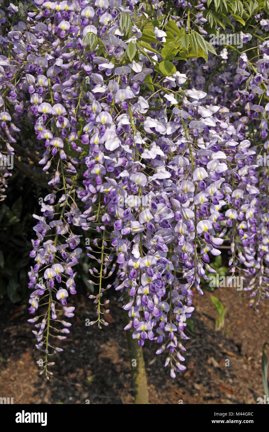 Wisteria sinensis, Chinese wisteria (Wisteria) - Chinese Wisteria Stock ...