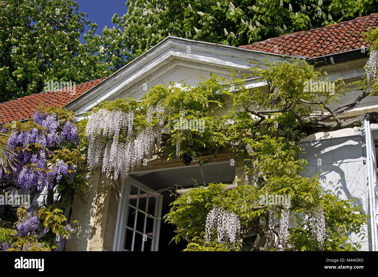 Wisteria sinensis, Chinese wisteria (Wisteria) - Chinese Wisteria Stock ...