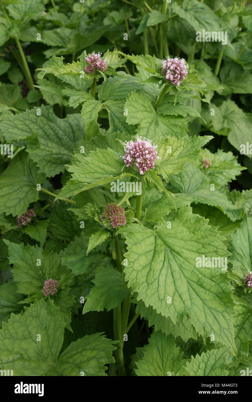 Pyrenaenbaldrian hi-res stock photography and images - Alamy