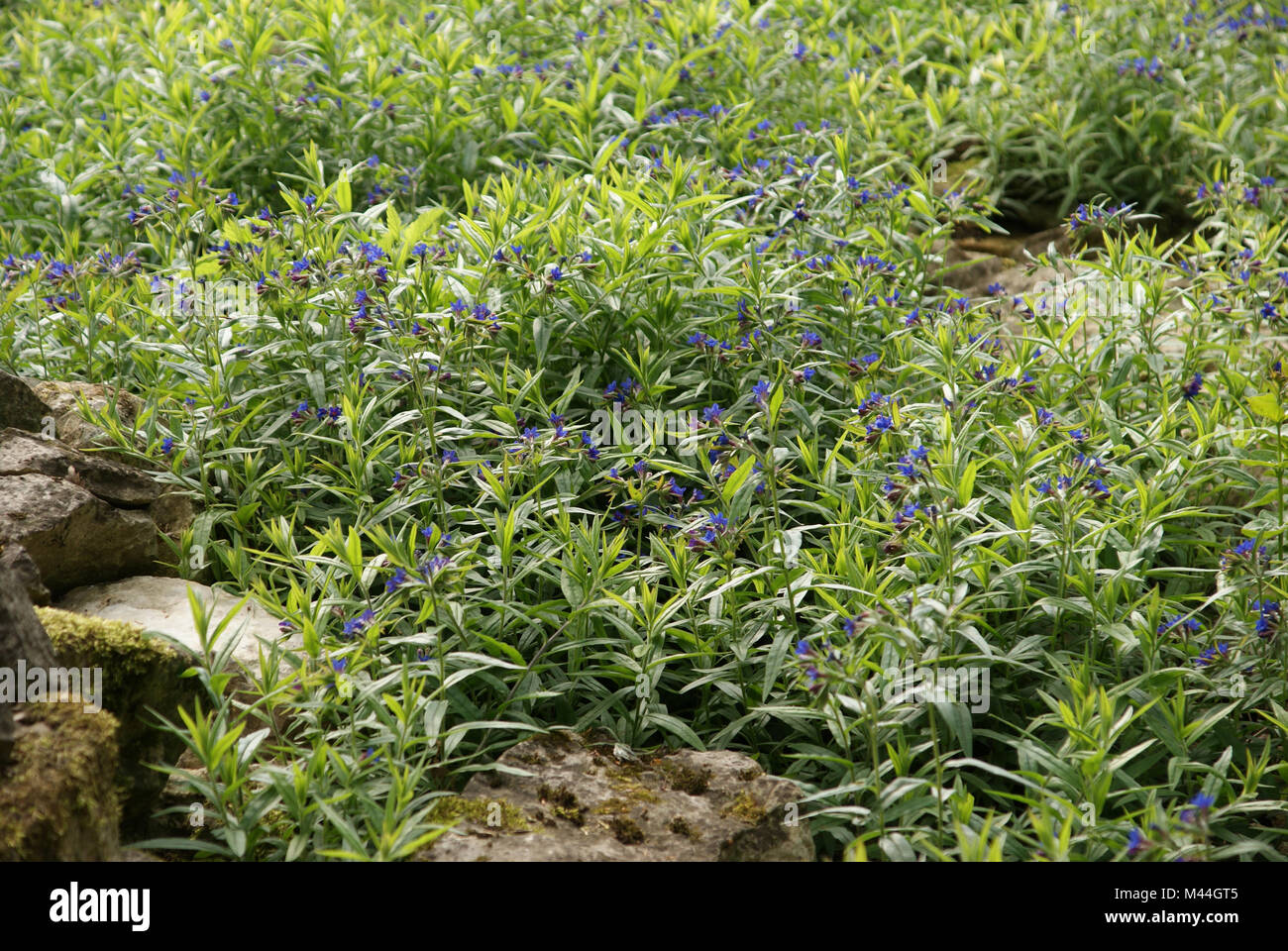 Lithospermum purpurocaeruleum hi-res stock photography and images - Alamy