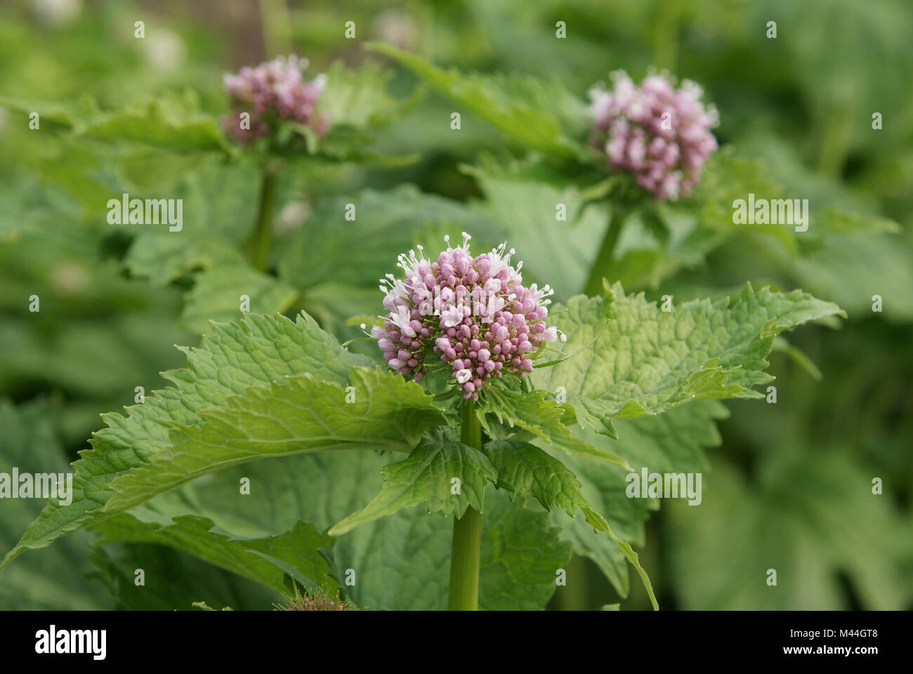 Pyrenaenbaldrian hi-res stock photography and images - Alamy