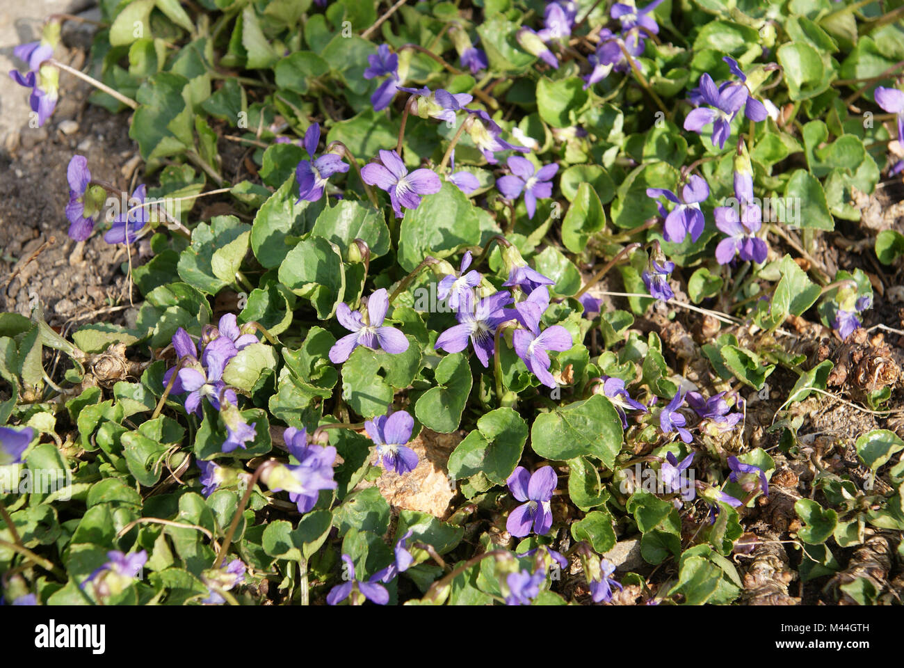 Kapuzenformiges hi-res stock photography and images - Alamy