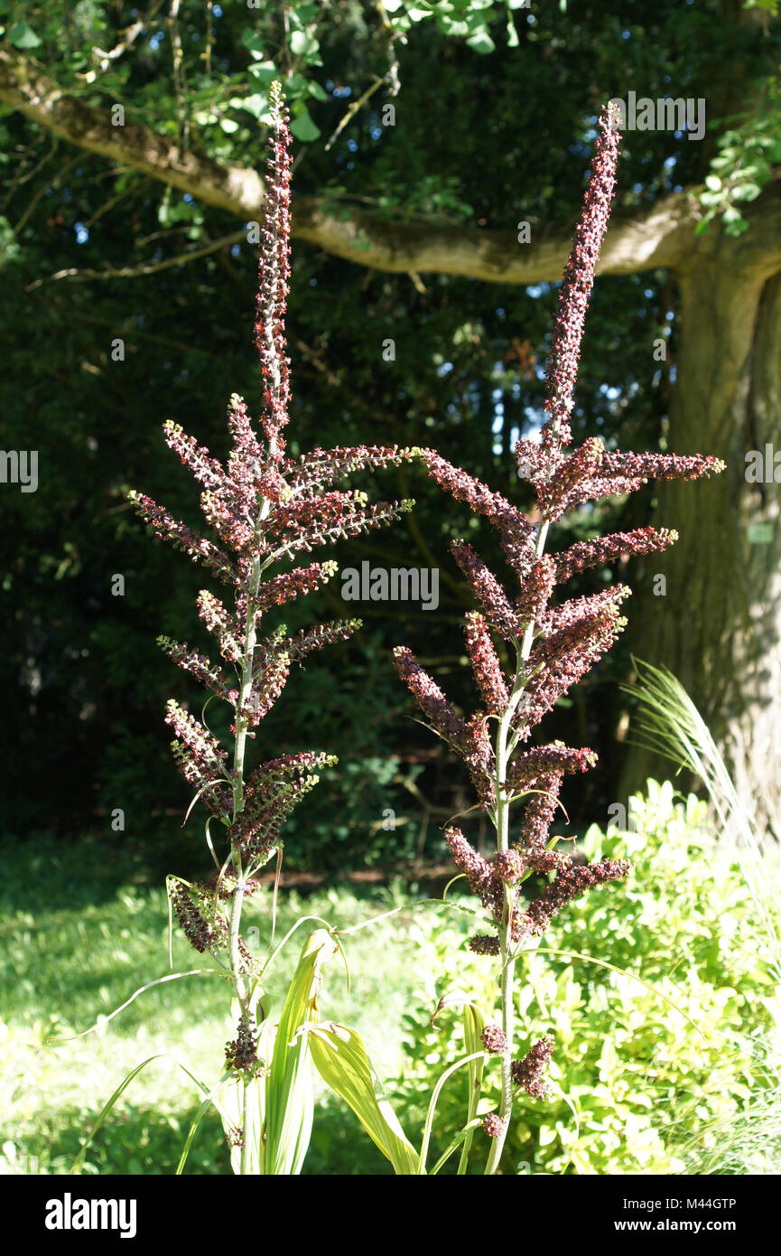 Veratrum nigrum, Schwarzer germer, black hellebore Stock Photo - Alamy