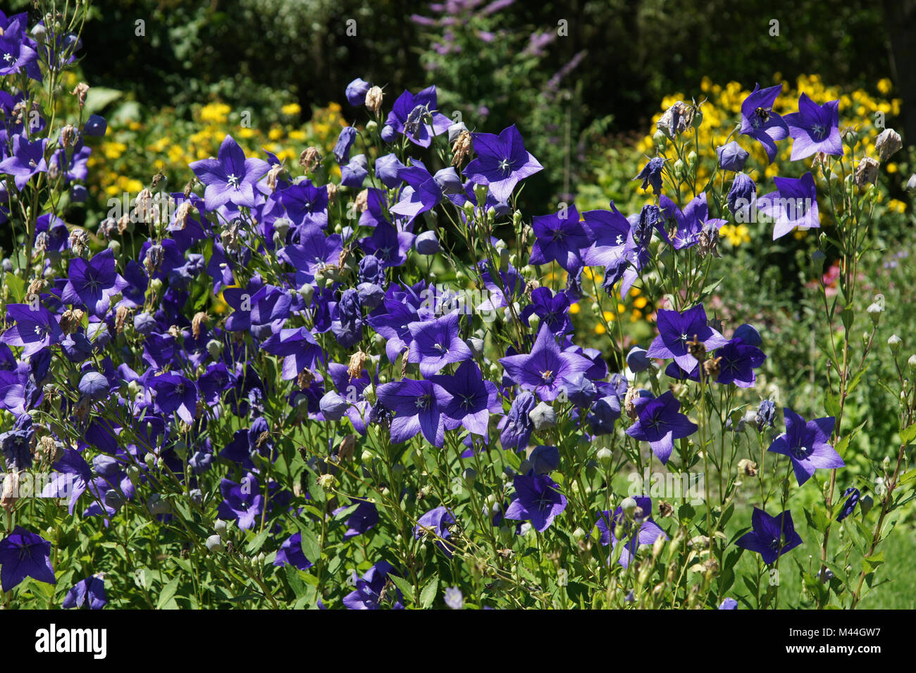 Platycodon grandiflorum, Ballonblume, balloonflower Stock Photo - Alamy