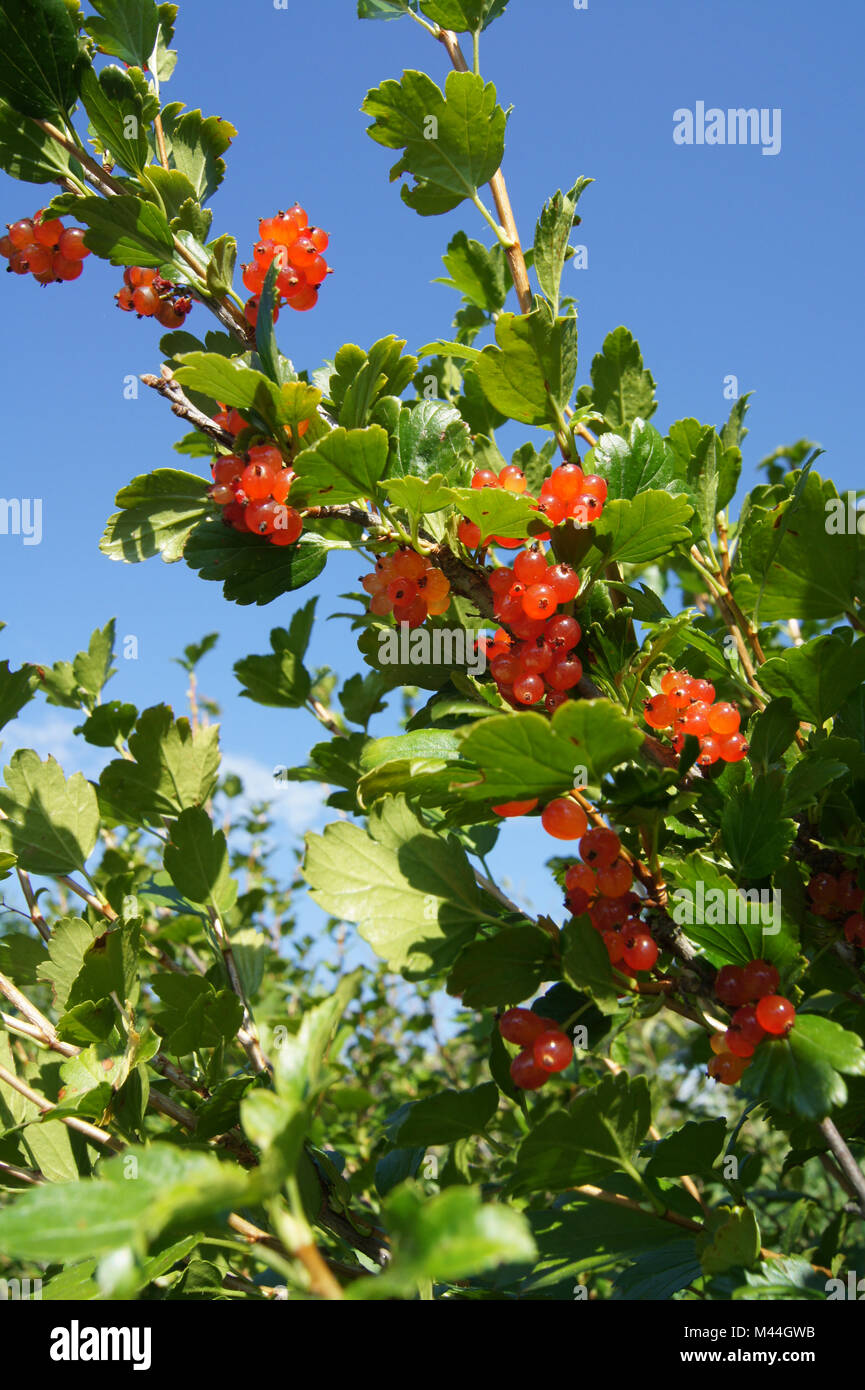 Alpenjohannisbeere hi-res stock photography and images - Alamy