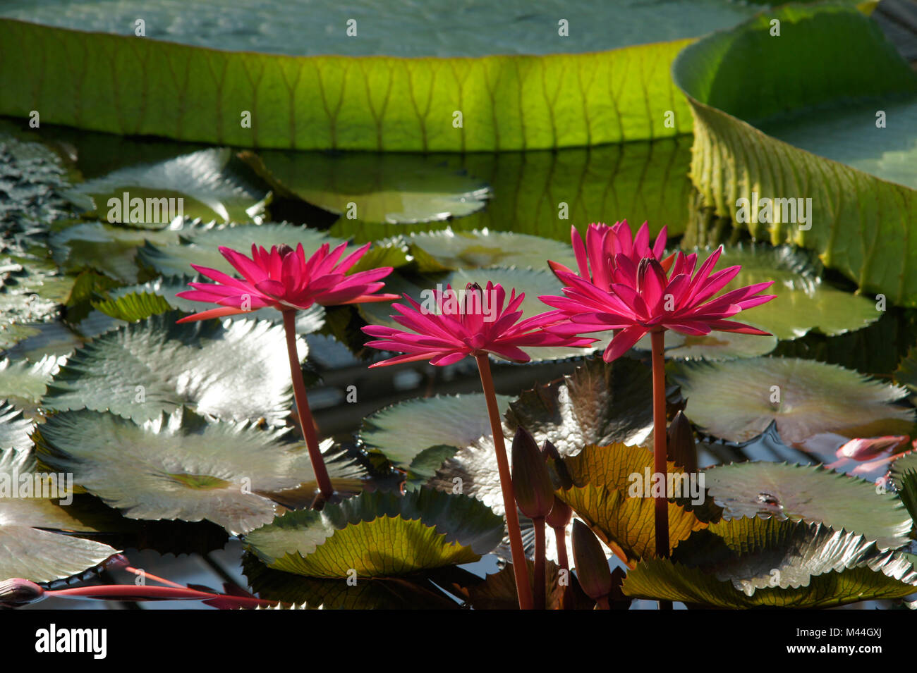 Nymphaea rubra Red Flare, Rote Seerose, red waterlily Stock Photo - Alamy
