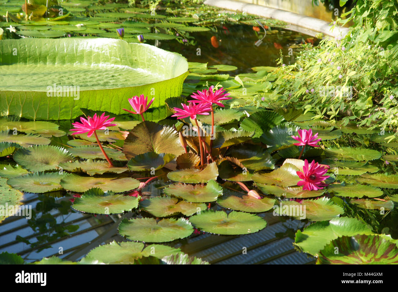 Nymphaea rubra Red Flare, Rote Seerose, red waterlily Stock Photo - Alamy