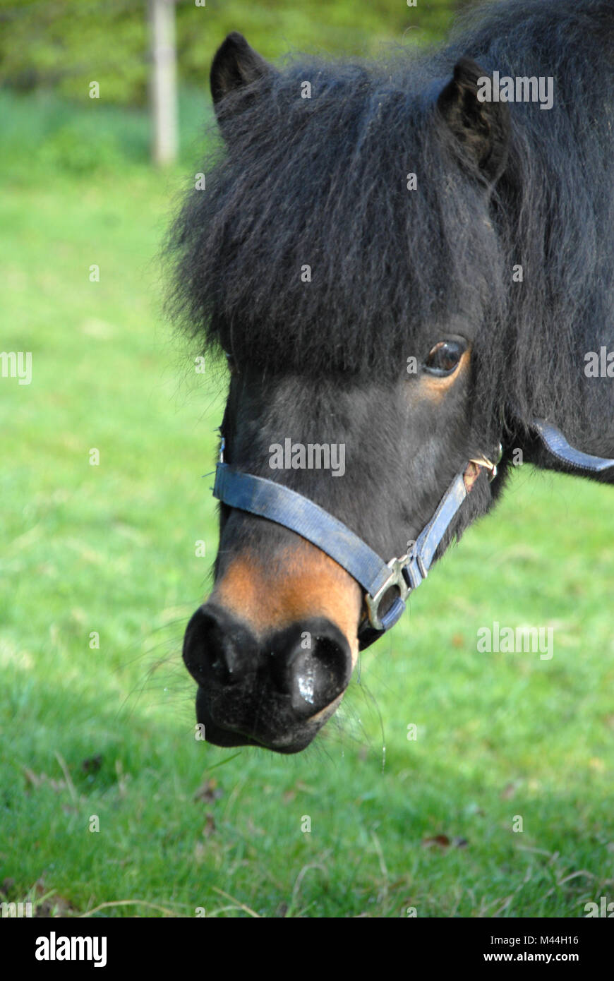 head of a pony Stock Photo - Alamy