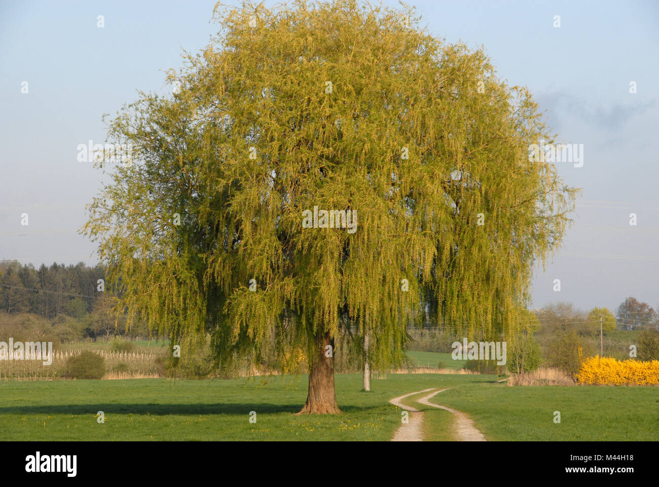 weeping willow path Stock Photo - Alamy