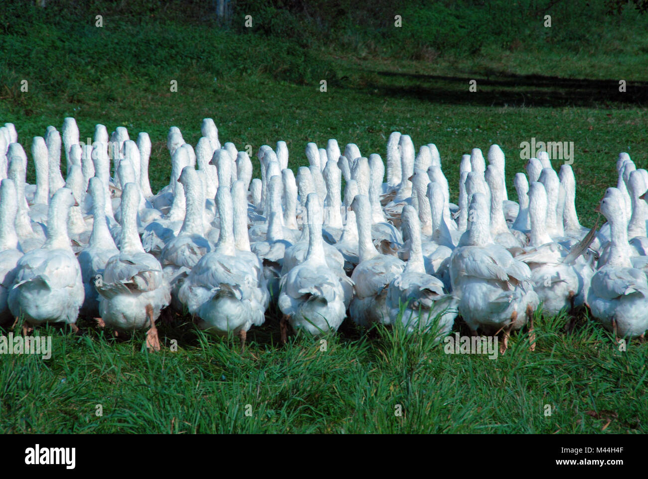 lots of geese Stock Photo - Alamy