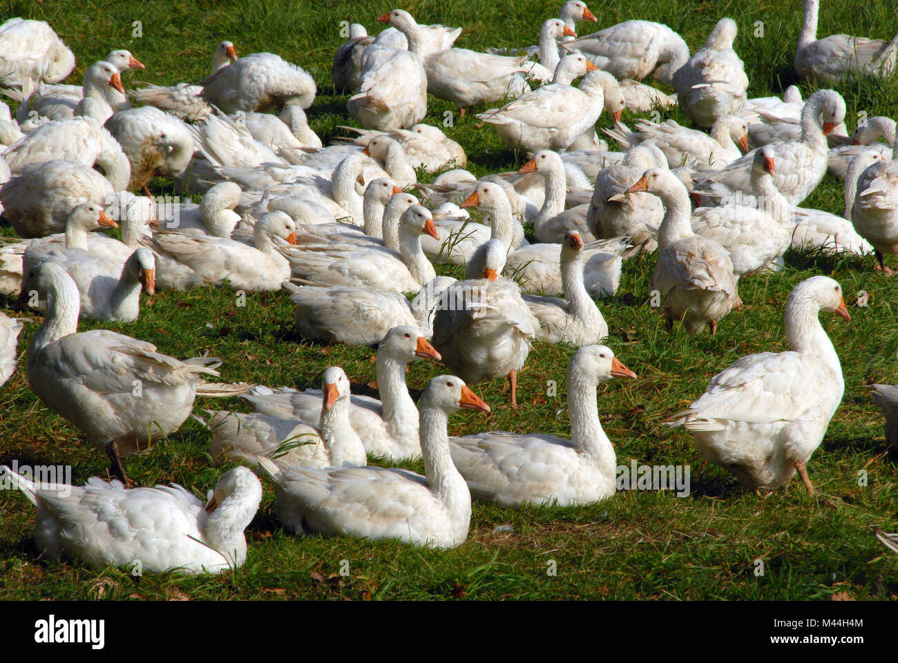 Rearing geese hi-res stock photography and images - Alamy