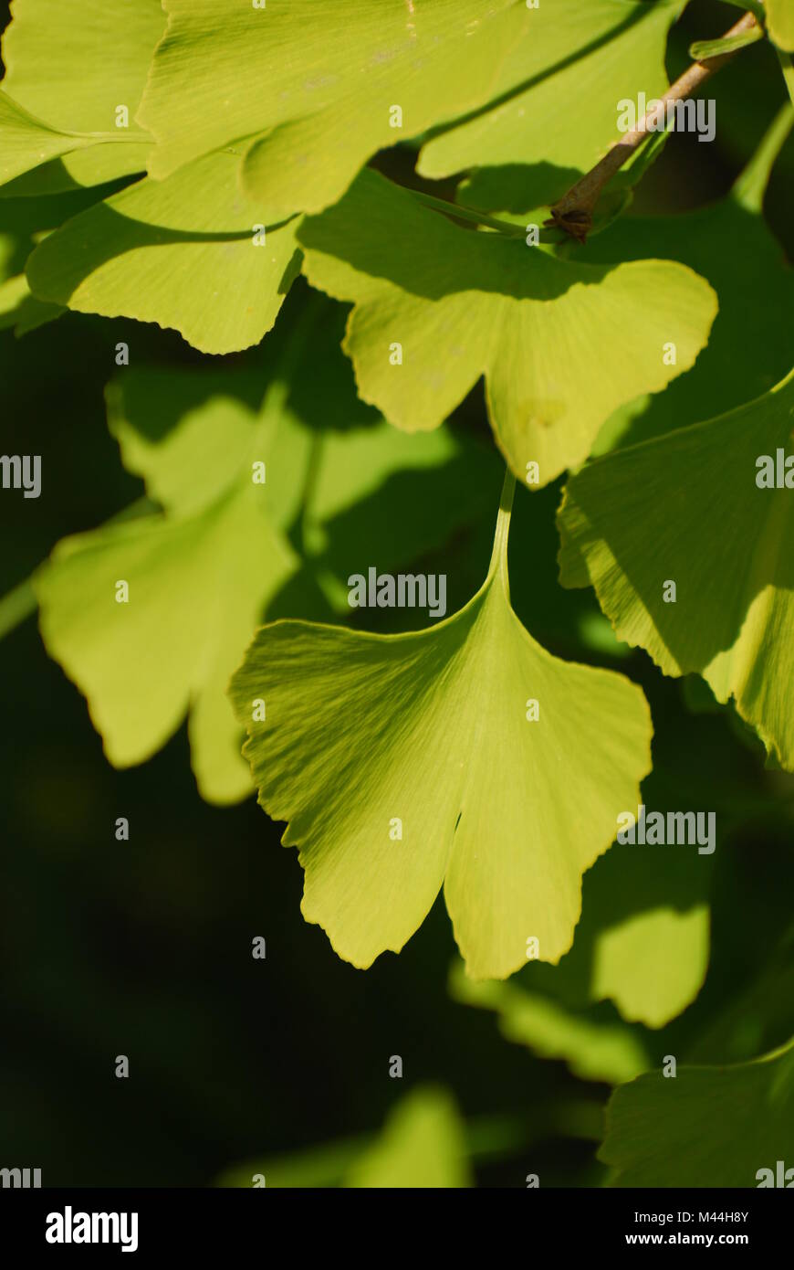 Ginkgo biloba drug hi-res stock photography and images - Alamy