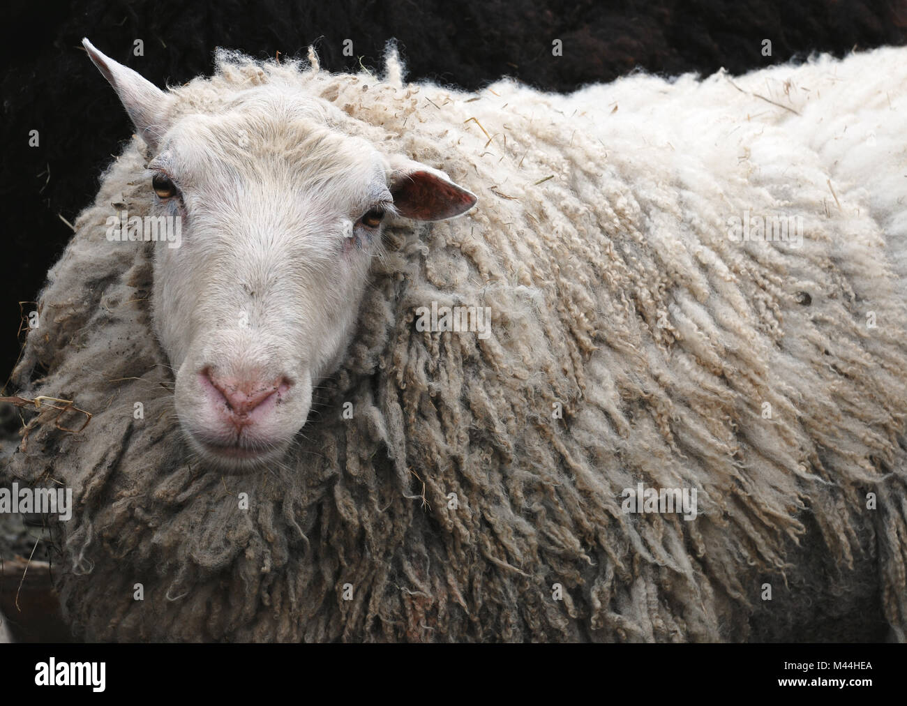 Sheep wool curly hi-res stock photography and images - Alamy