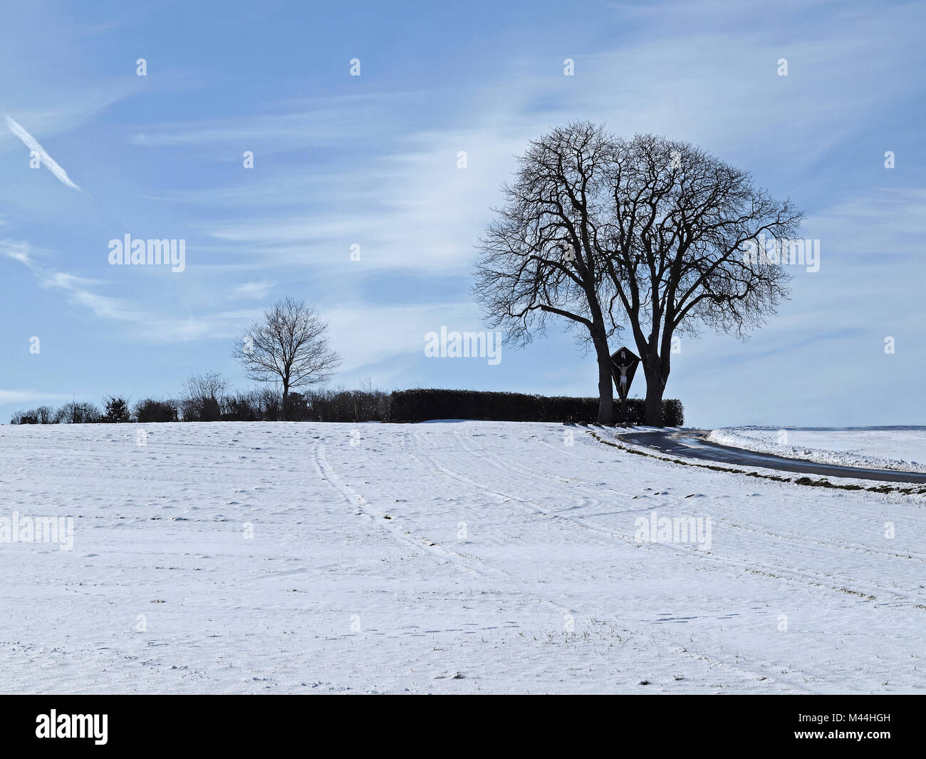 Chestnut tree in winter (Aesculus hippocastanum Stock Photo - Alamy