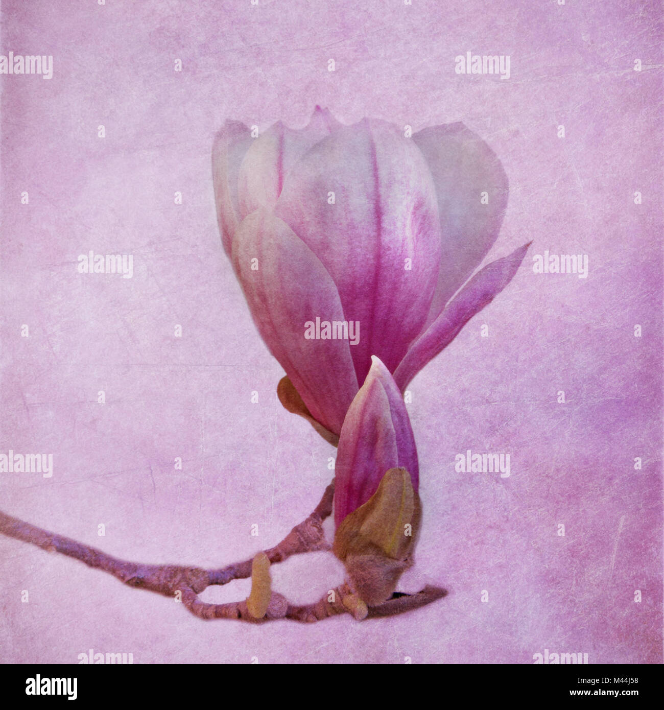 Primavera tree hi-res stock photography and images - Alamy