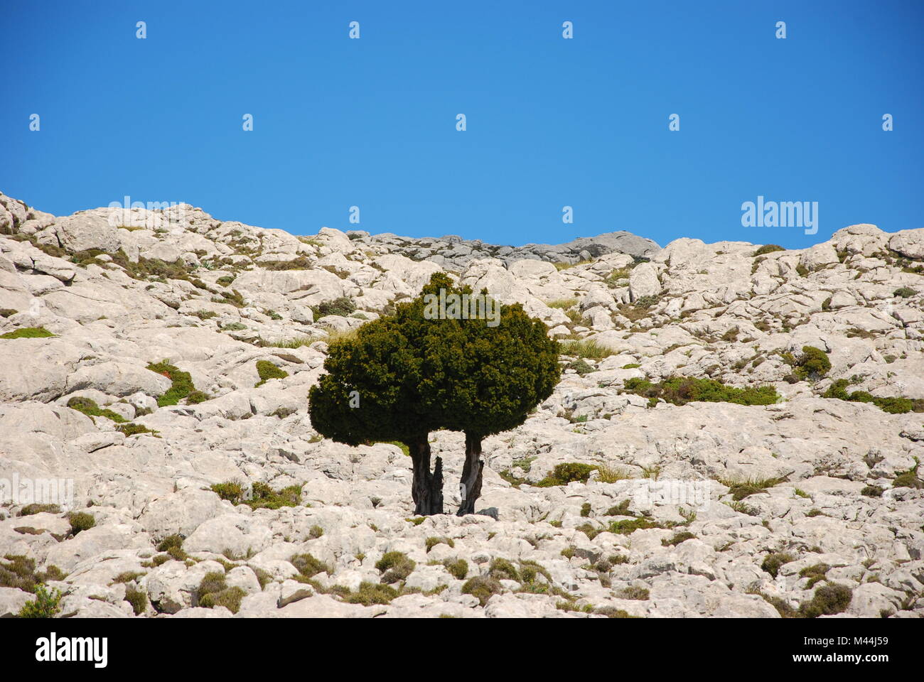 two single yews in the mountains Stock Photo - Alamy