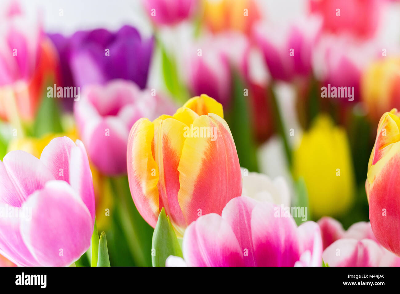 Tulips. spring flowers Stock Photo - Alamy