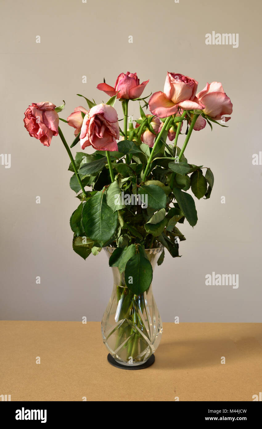 A bunch of dying pink roses in a glass vase Stock Photo - Alamy