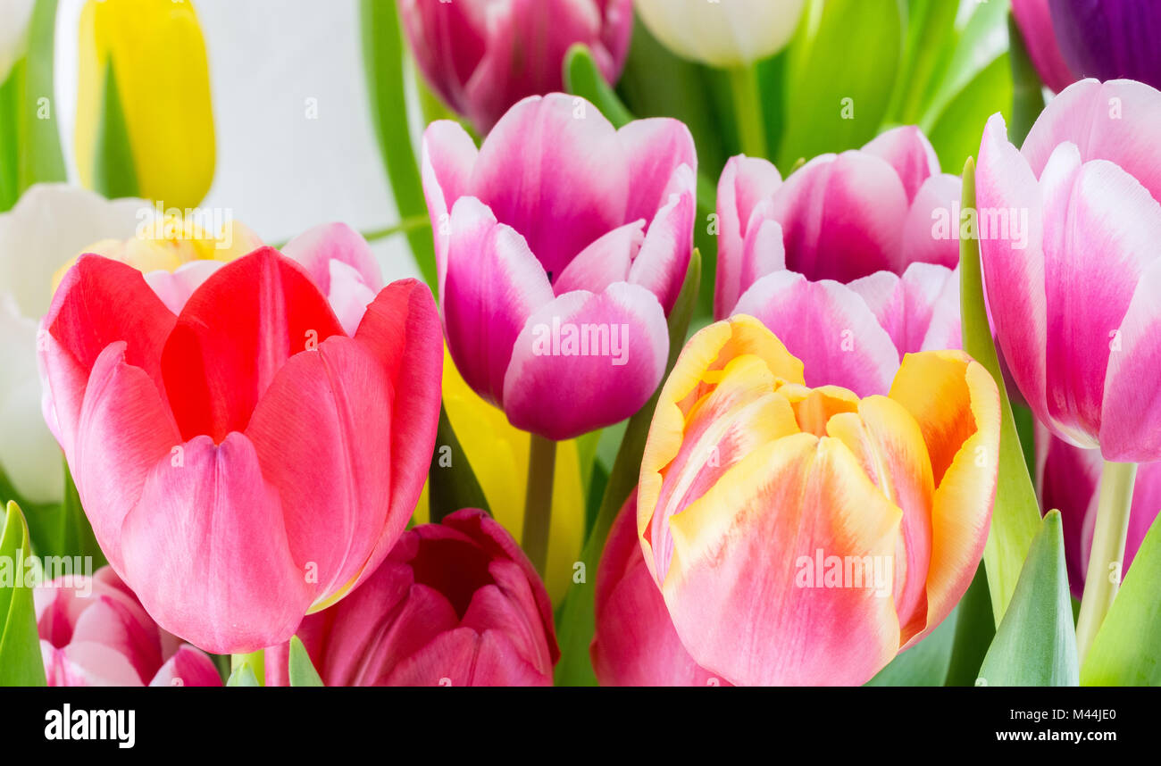 Tulips. spring flowers Stock Photo - Alamy