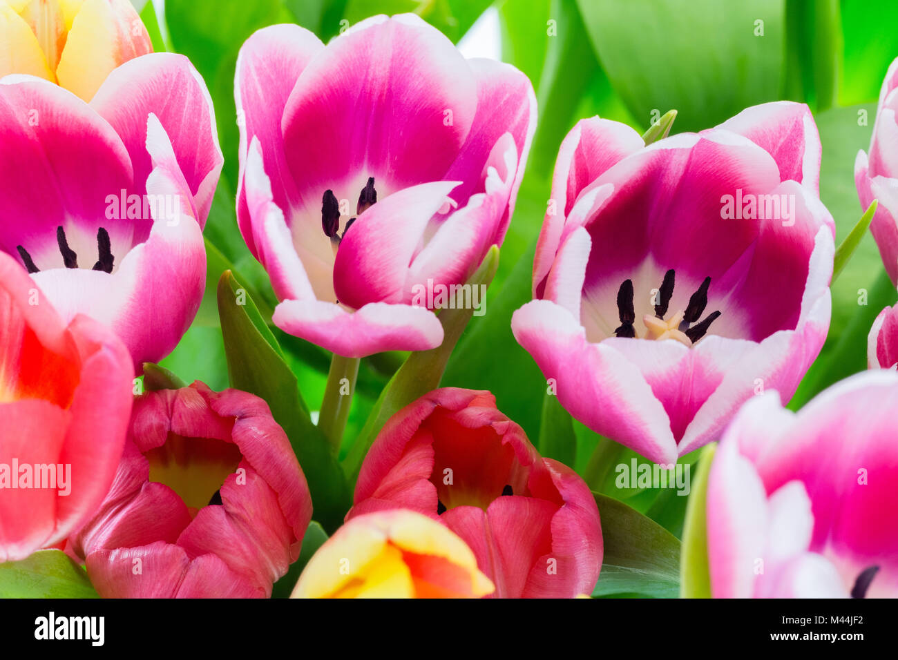 Tulips. spring flowers Stock Photo - Alamy