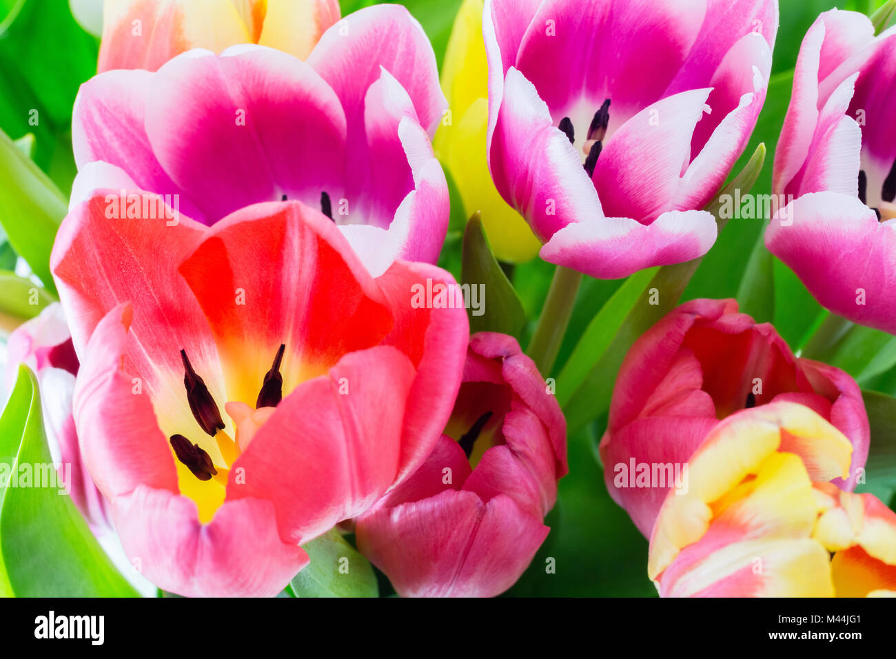 Tulips. spring flowers Stock Photo - Alamy