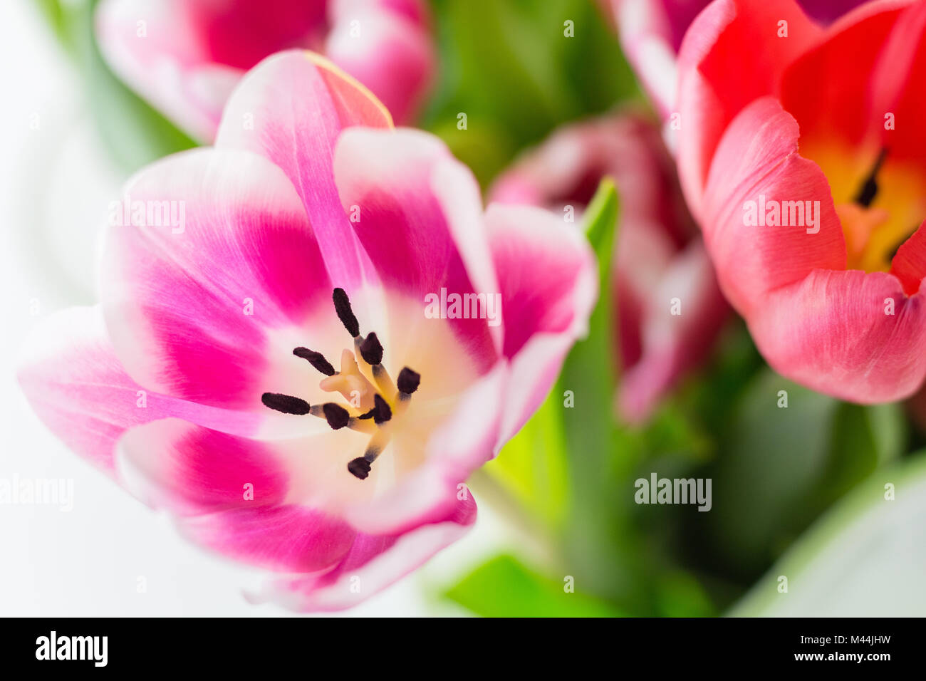 Tulips. spring flowers Stock Photo - Alamy
