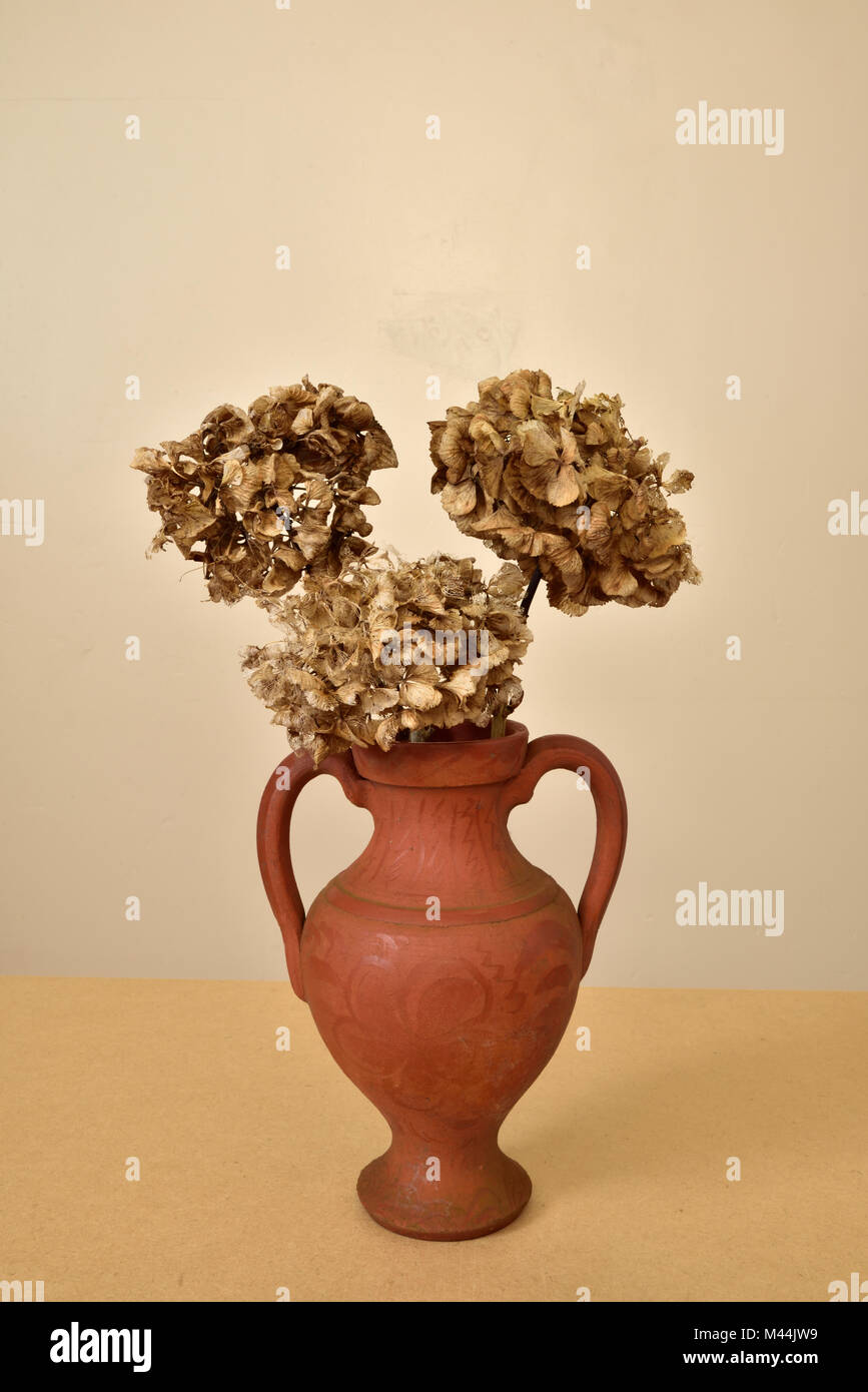 Dead blooms hi-res stock photography and images - Alamy