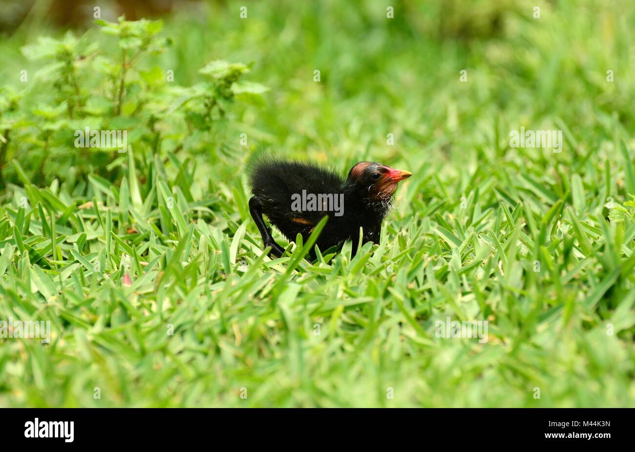 baby of gallinula chloropus Stock Photo - Alamy