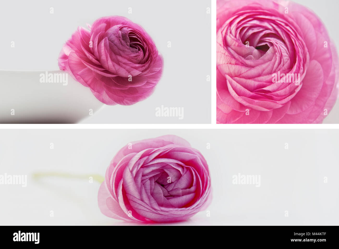 Ranunkel hi-res stock photography and images - Alamy