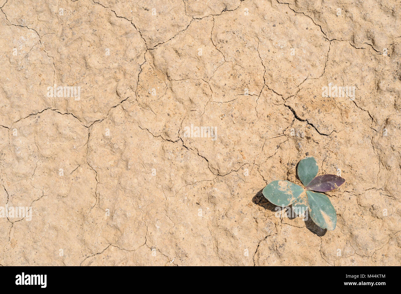 Sand soil texture hi-res stock photography and images - Alamy