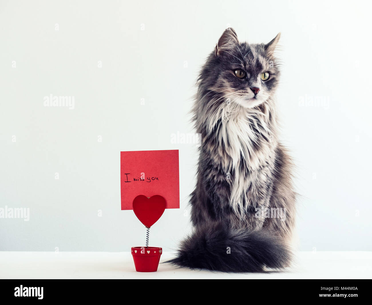 Charming, furry cat near the holder for papers in the form of a heart ...