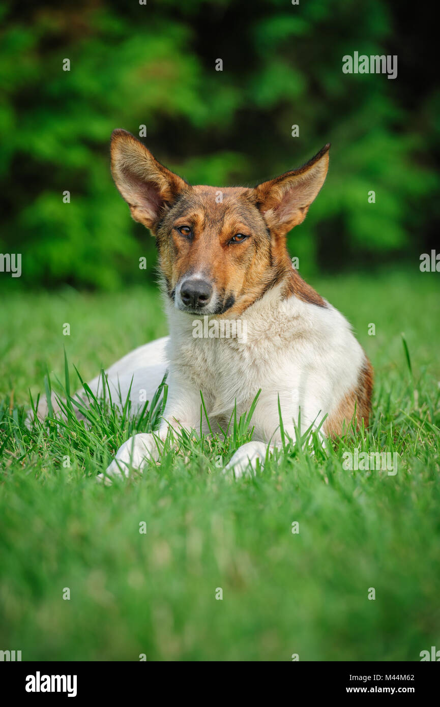 Young stray dog hi-res stock photography and images - Alamy