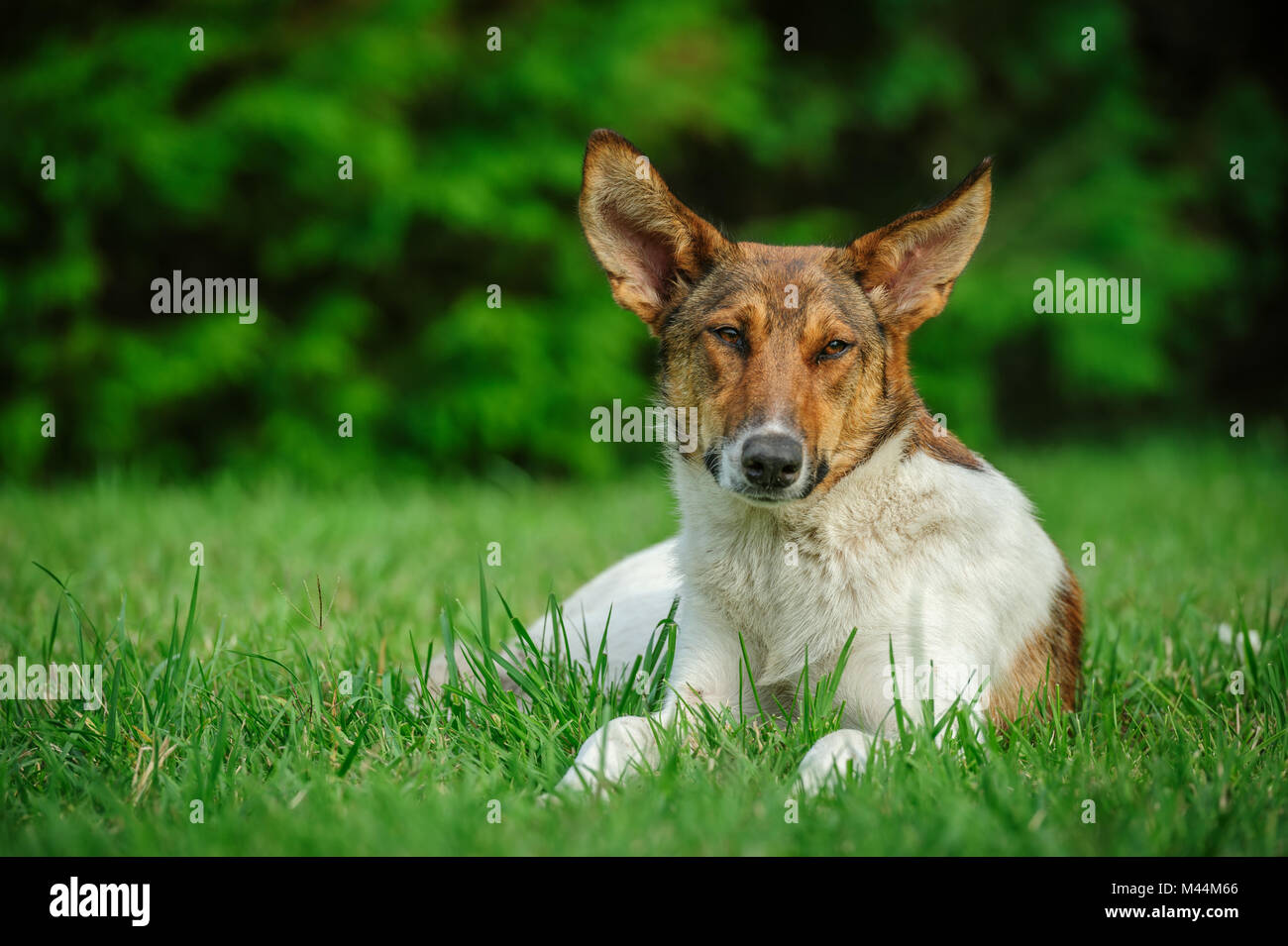 Stray young dog hi-res stock photography and images - Alamy