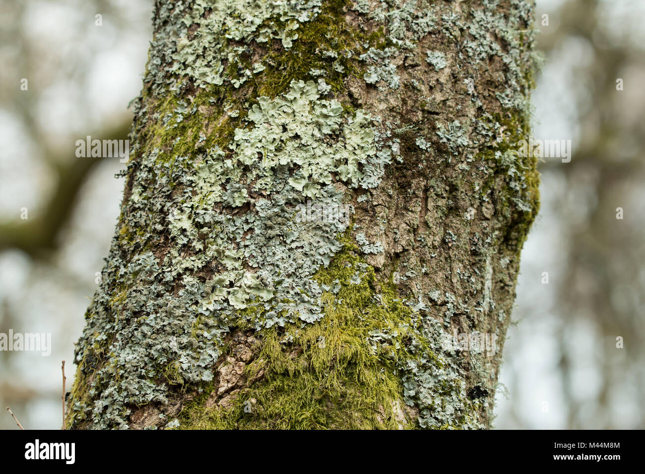 Lichen and moss growing on tree in English woodland Stock Photo - Alamy