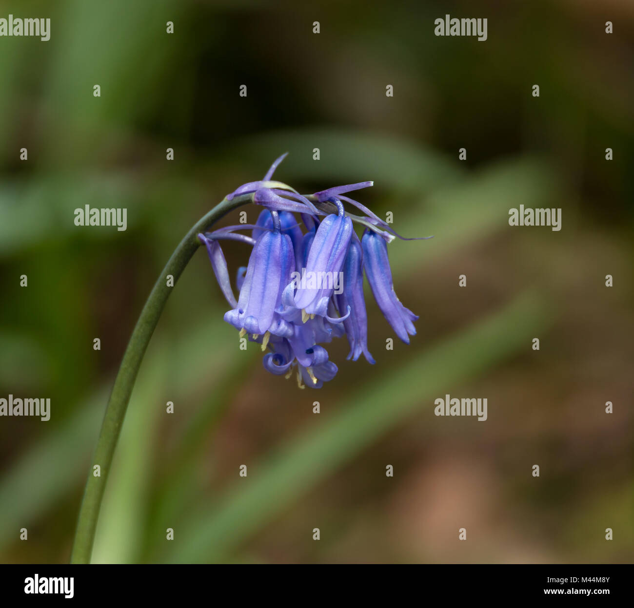 Native Bluebells in English woodland in springtime Stock Photo - Alamy