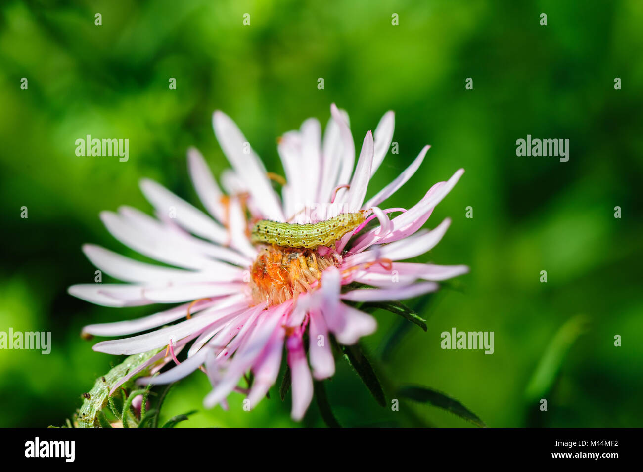 caterpillar on flower Stock Photo - Alamy