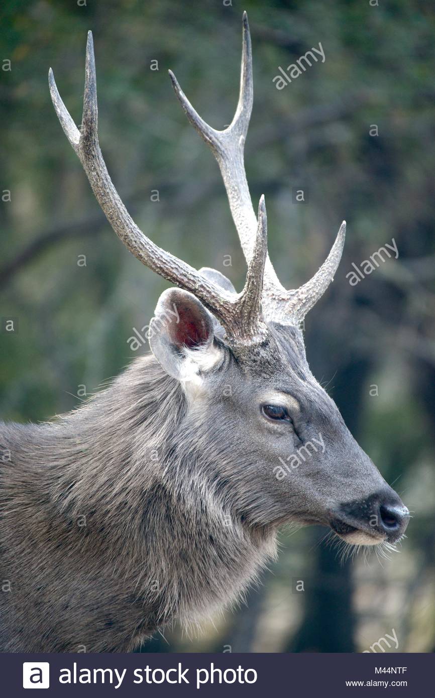 Deer Profile Stock Photos & Deer Profile Stock Images - Alamy
