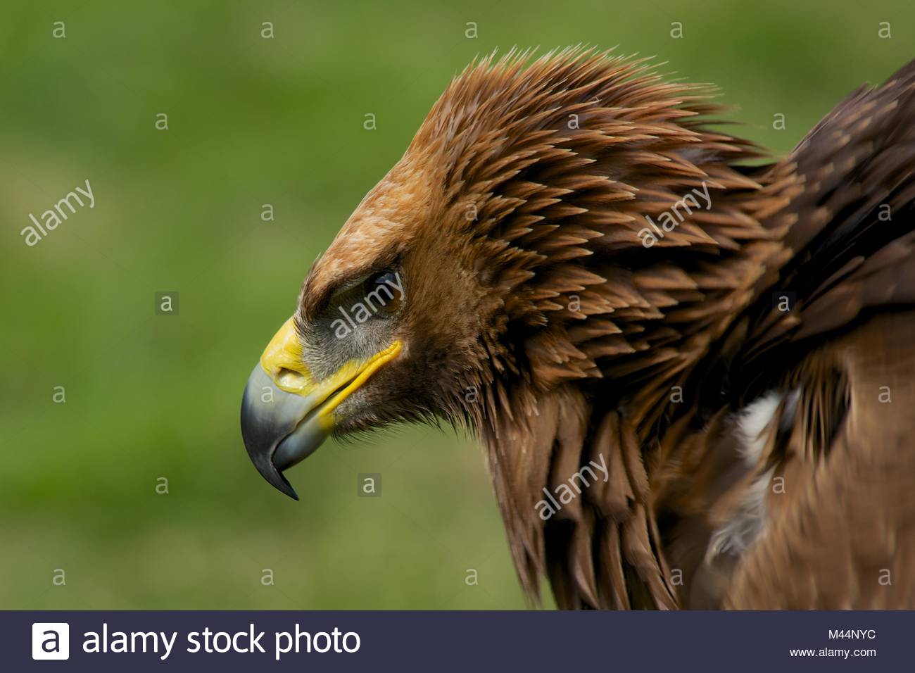 Eagle Feathers Stock Photos & Eagle Feathers Stock Images - Alamy