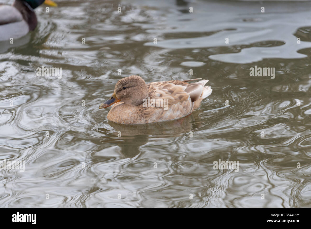 Adolescent duck hi-res stock photography and images - Alamy