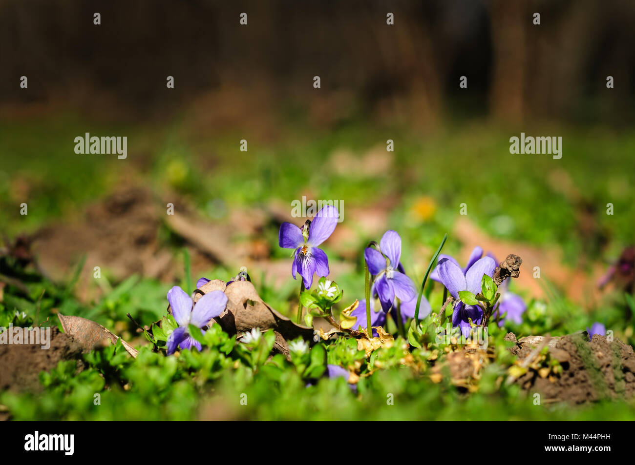 Ground with flowers hi-res stock photography and images - Alamy