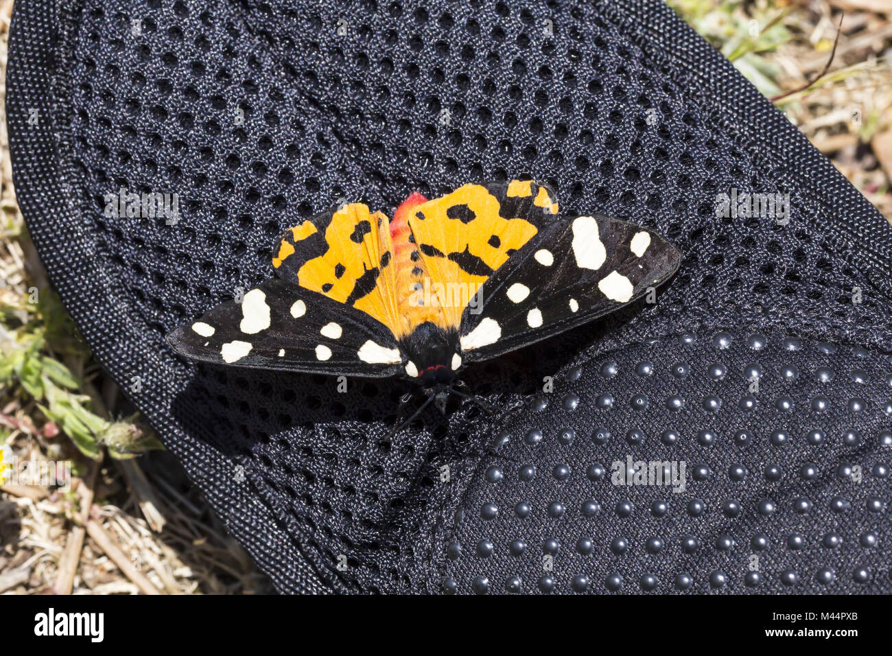 Arctia villica, Cream-spot tiger moth from Italy Stock Photo - Alamy