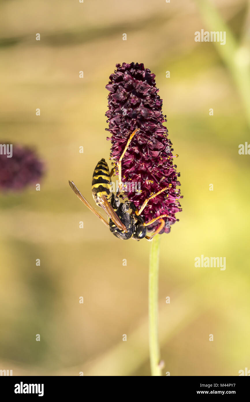 Polistes gallicus hi-res stock photography and images - Alamy