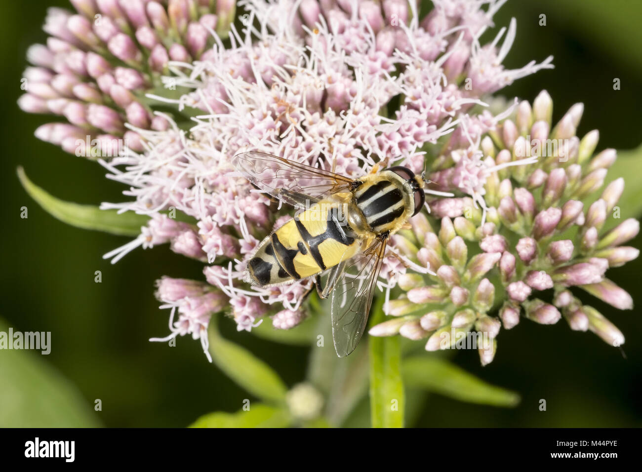 Helophilus trivittatus, European hoverfly, Germany Stock Photo - Alamy
